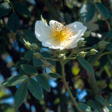 Wickwar Rose Weiß 2 4 M X 1 5 M 1960 Rosa Wickwar Online Bestellen