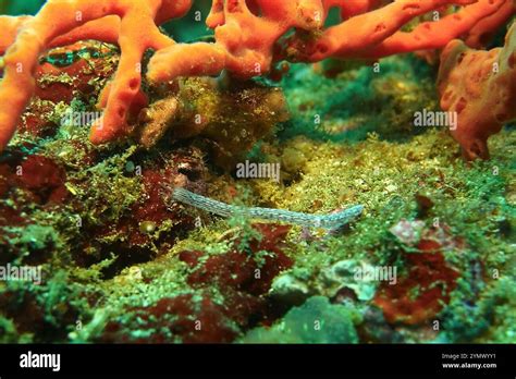 Echinoderms Deep Sea Exploration 2025an Echinoderm Is Any Animal Of