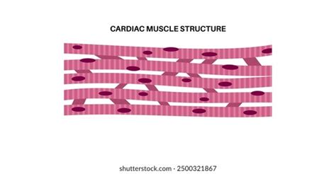Cardiac Muscle Tissue Structure Myocardium Anatomical Stock Vector