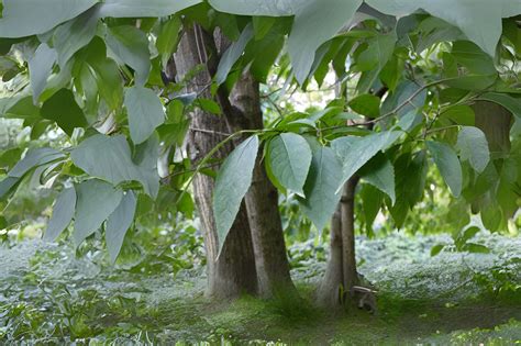 Du Zhong Gutta Percha Hardy Rubber Tree Eucommia Ulmoides Sejahtera