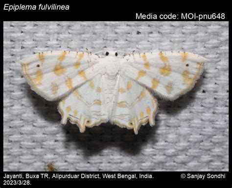 Epiplema Fulvilinea Hampson 1891 Moths