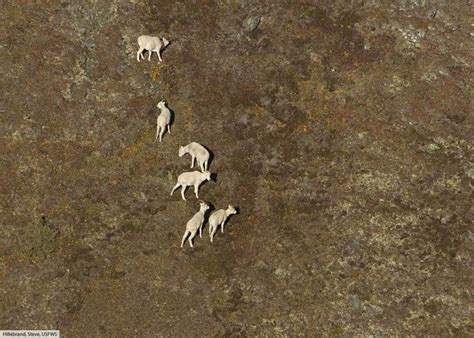 Dall Sheep Facts Pictures And Information Thinhorn Sheep Ovis Dalli