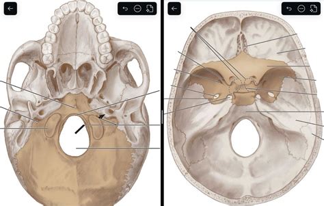 Inferior Viewinternal Skull Labeling Diagram Quizlet
