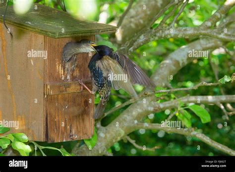 Common Starling Sturnus Vulgaris Feeds Juvenile At The Nesting Box