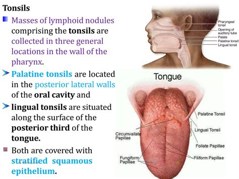 Histology Of Lymphatic System Pptx