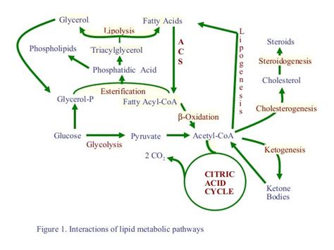 Metabolism Of Ketone Bodies