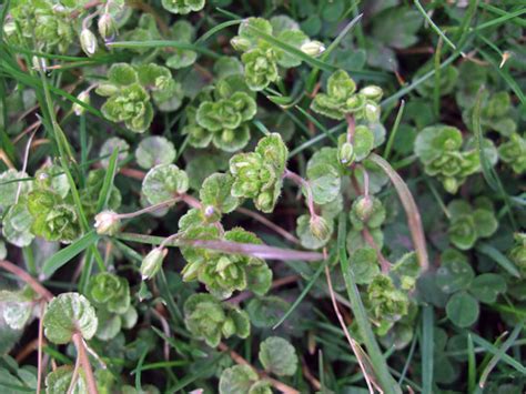 Slender Speedwell Identify And Control This Lawn Weed