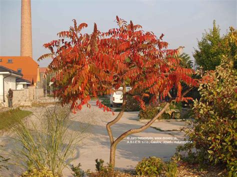 Sumach Pálkový Rhus Typhina Záhradníctvo Abies