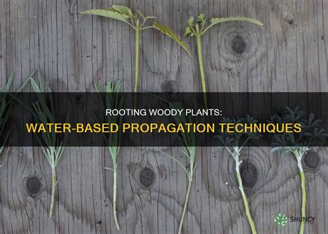 Rooting Woody Plants Water Based Propagation Techniques Shuncy