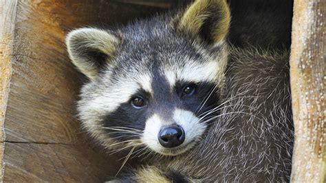 Rabid Raccoon Bites 79 Year Old Berlin Resident Nbc Connecticut