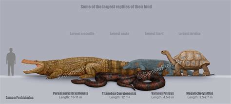 Titanoboa Size Comparison