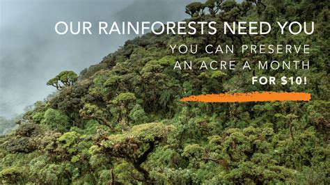 Incredible Rainforests Of South America Natures Marvels