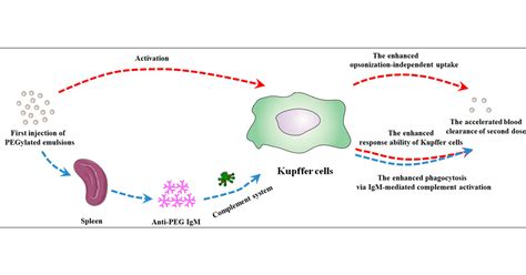 Antibody Opsonization