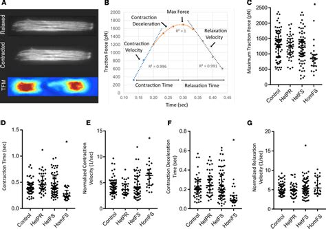 Contractile Function Is Preserved In Ipscms With Heterozygous Mybpc3