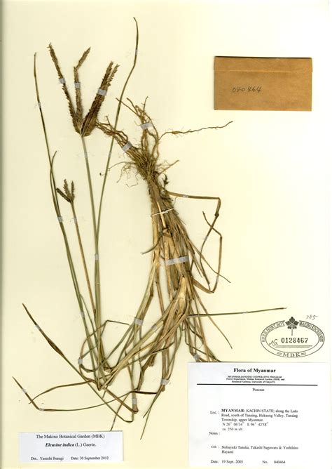 Eleusine Indica L Gaertn Myanmar Vascular Plants Database