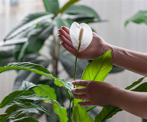How To Repot A Peace Lily A Step By Step Guide Homes And Gardens