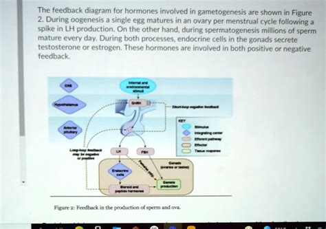 Explain Which Process Spermatogenesis Or Oogenesis Involves Positive