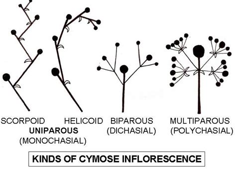 Introduction To Flower Structure