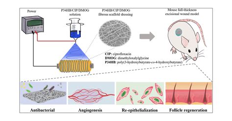 Multifunctional Electrospinning Polyhydroxyalkanoate Fibrous Scaffolds With Antibacterial And