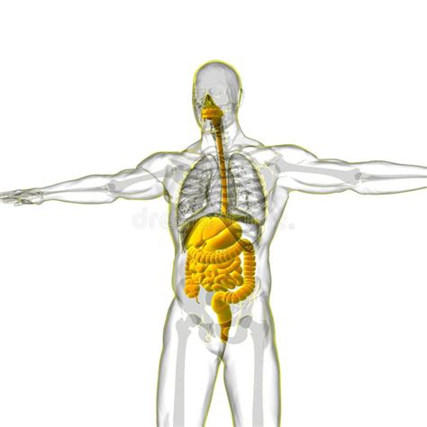 Human Digestive System Anatomy For Medical Concept 3d Stock