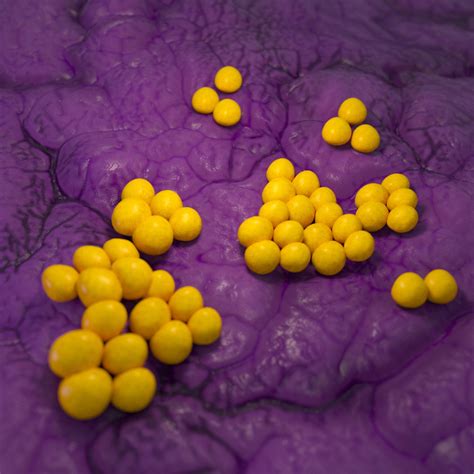 Staphylococcus Aureus Bacteria 3d Model 39 Fbx Max Obj Free3d