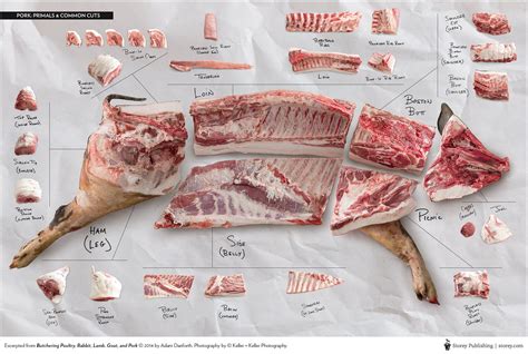 Beef Cuts Chart Different Cuts Of Meat Displayed Butcher Diagram For