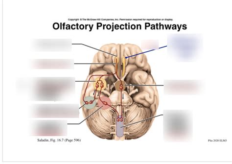 Diagram Of Olfactory Projection Pathways Quizlet