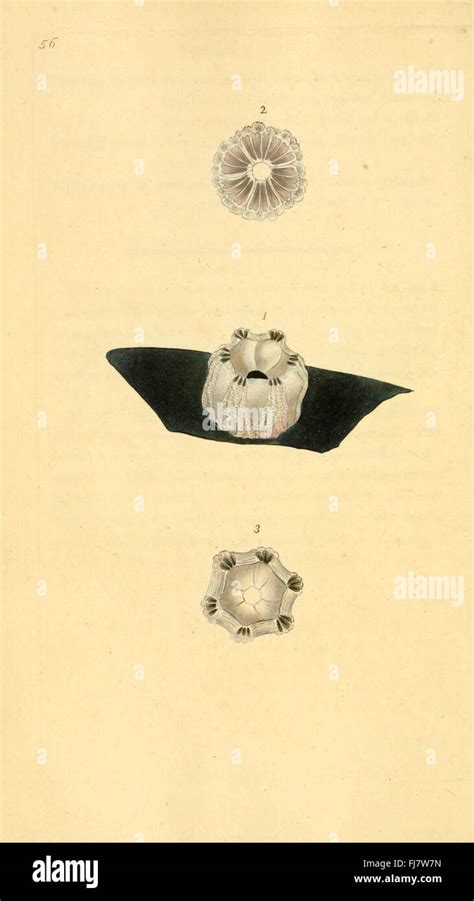 The Natural History Of British Shells Plate 56 A Detailed Study Of