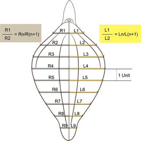 Frontiers Quantitative Analysis Of The Labia Minora Morphology In 400