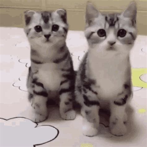 Dancing Cat S