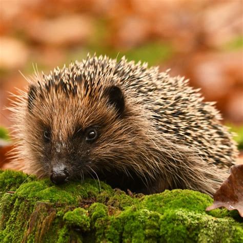 Igel Füttern Nur In Ausnahmefällen Geo