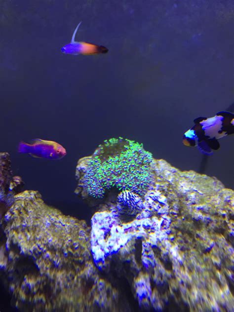 Algae Growing In Green Star Polyps Rreeftank