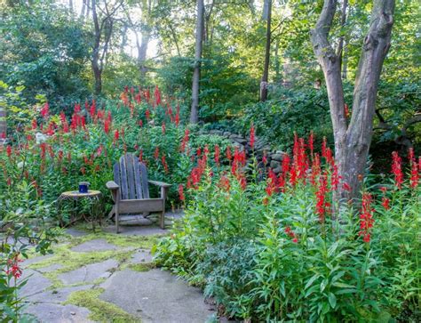 Who Says Native Plants Have Longer Roots Gardenrant