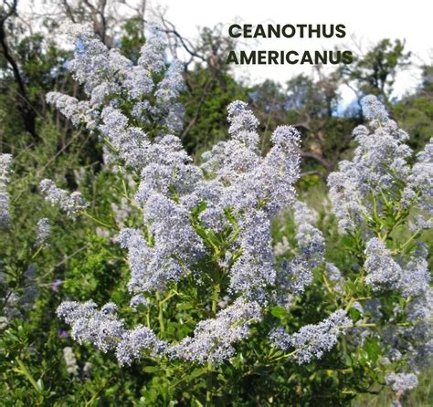 Ceanothus Americanus C