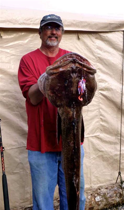 Ling Cod Lures Absolutely Amazing Jig Fishing For Ling Cod