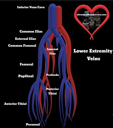 Lower Extremity Veins Ultrasound Diagnostic Medical Sonography