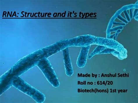 Rna Structure Wps Officepptx Biological Sciences Science