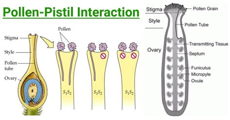 Pollen Pistil Interaction Key Processes And Significance