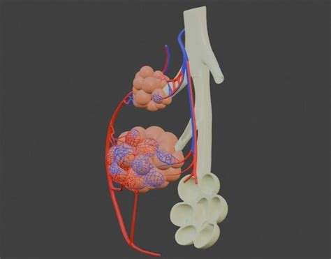 3d Model Of Bronchioles And Alveoli Anatomy Miscellaneous