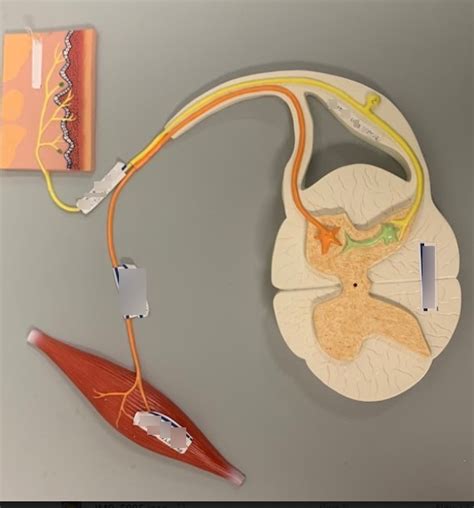 Reflex Arc Model Reflex Arc Model Key