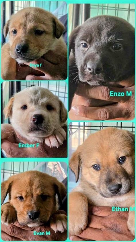 Adopt Puppies Today Pets Thecountyoffice