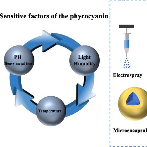 Structure Of Phycocyanin From Spirulina Platensis A Download