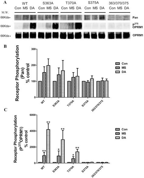 Figure 4 From Morphine Induced Mu Opioid Receptor Rapid Desensitization