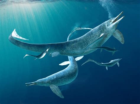 Ichthyosaur Size Ancient Sea Monster Ichthyosaur Skeletons My