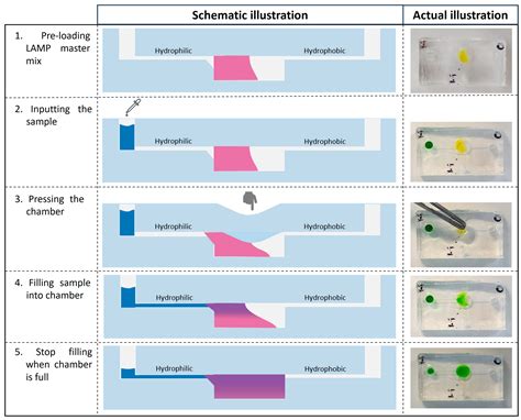 A Finger Actuated Sample Dosing Capillary Driven Microfluidic Device