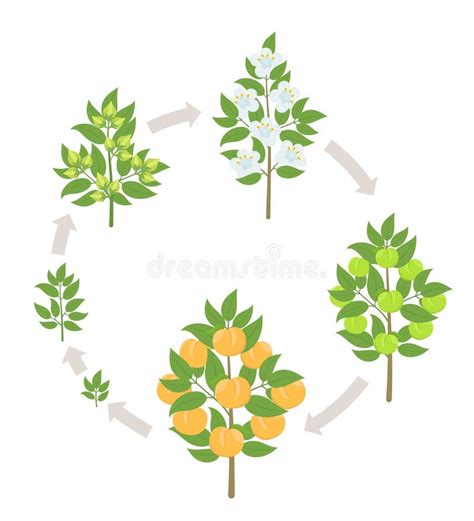 Orchard Evolution Stock Illustrations 41 Orchard Evolution Stock