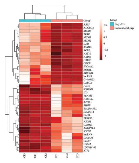 Comparative Transcriptome Analysis Of Hens Livers In Conventional Cage
