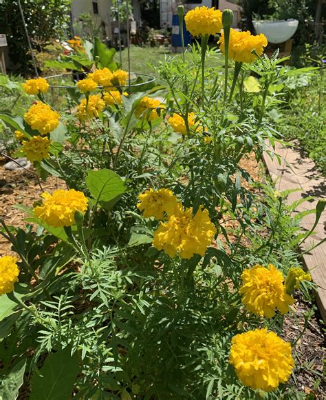 Growing Marigolds From Saved Seeds Hydrangeas Blue