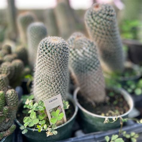 D And 🌵 Cacti The Resilient And Unique Plants Your Home Needs 🌵