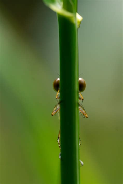 Ich Sehe Dich Libellen Roswitha Antoniak Flickr